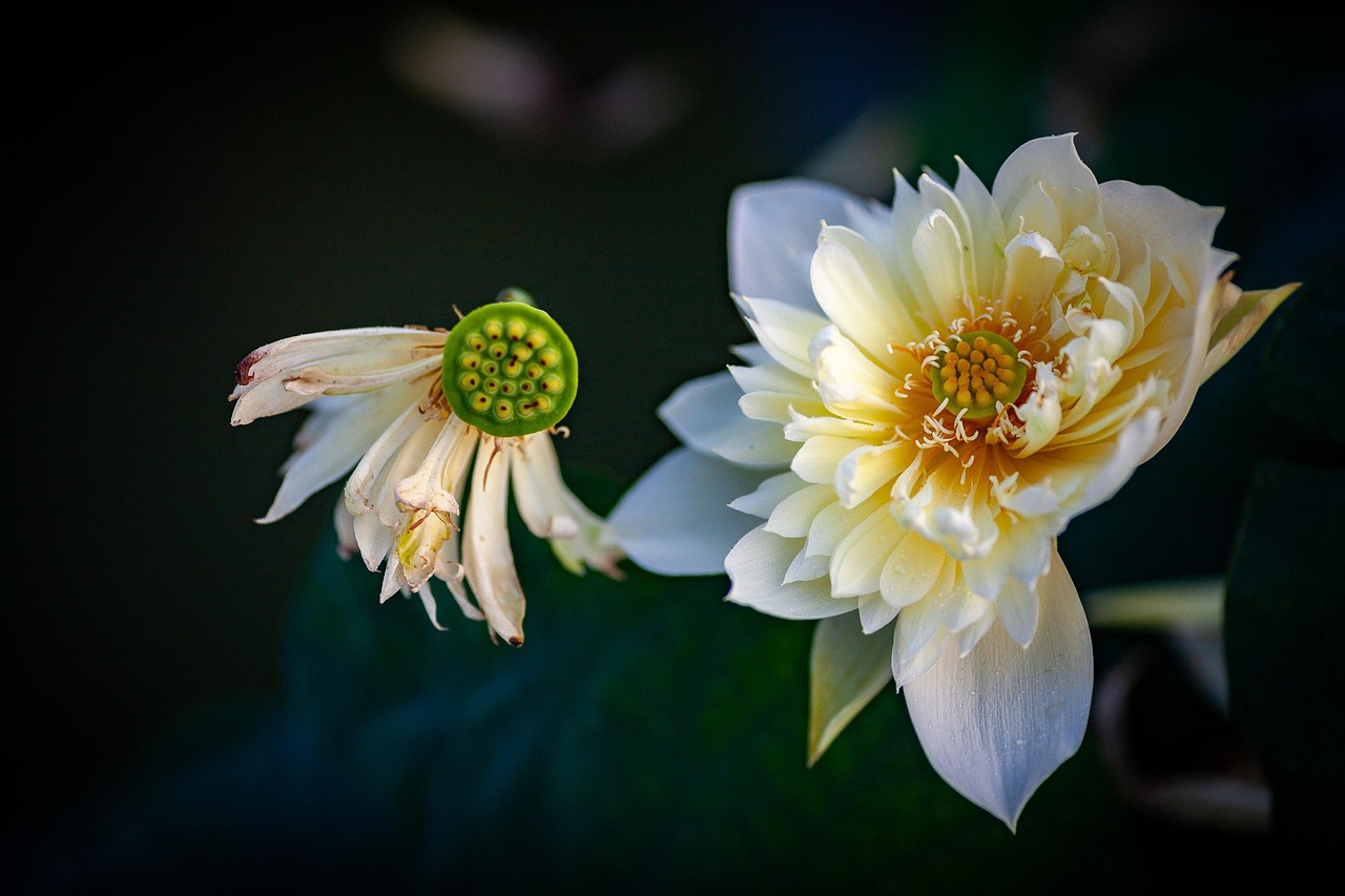 Flower Buds Tree - Free photo on Pixabay