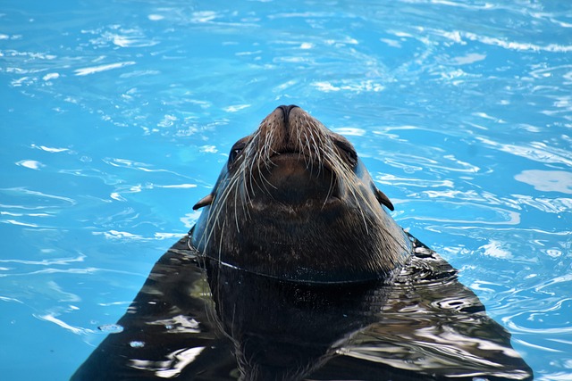 Animal Foca Marina - Foto gratis en Pixabay