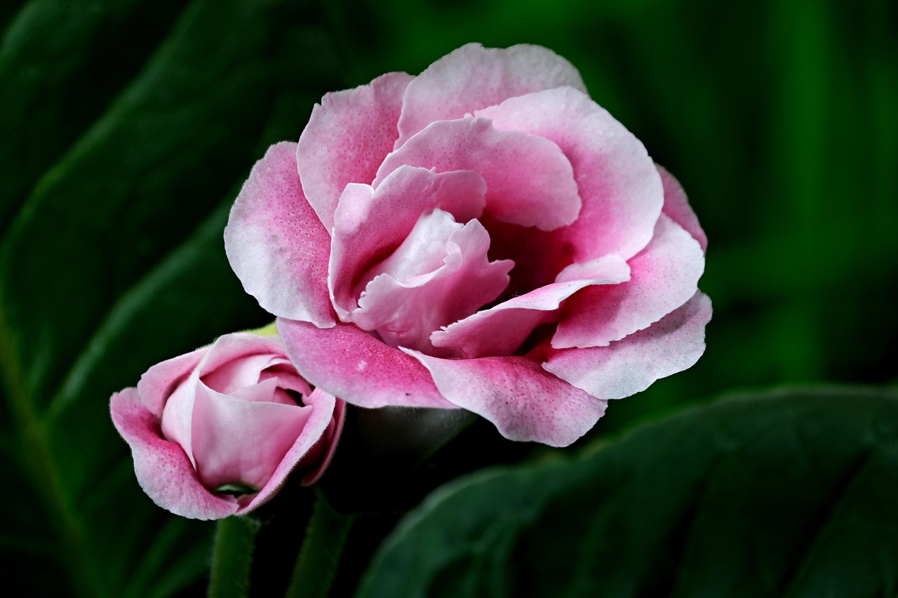 60+ Free Gloxinia & Nature Images - Pixabay