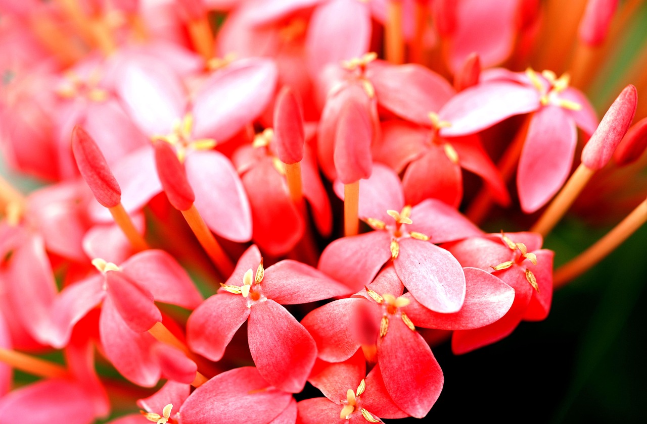 Geranio De La Selva Flores Planta - Foto gratis en Pixabay - Pixabay
