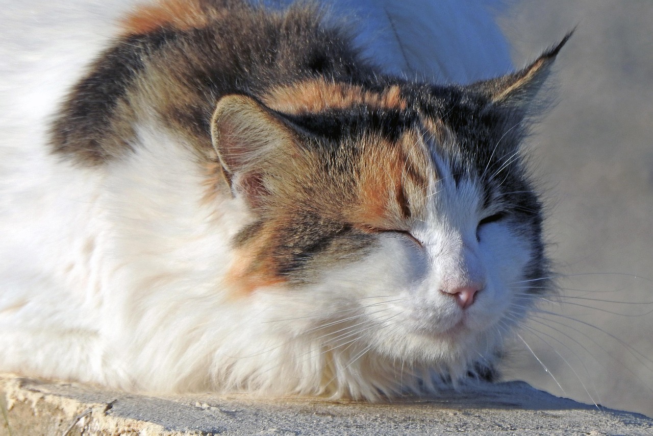 Animal Gato Felino - Foto gratis en Pixabay - Pixabay