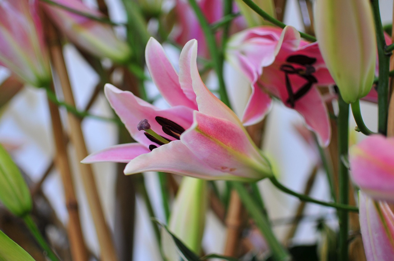 Fleur Lis Bloom - Photo gratuite sur Pixabay - Pixabay