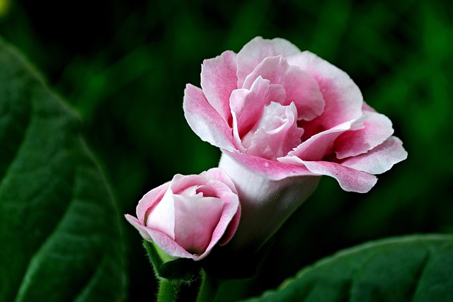 60+ Free Gloxinia & Nature Images - Pixabay