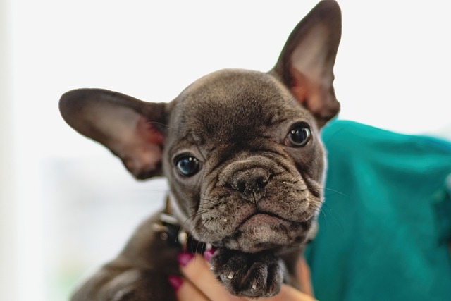Dog Pet Puppy - Free photo on Pixabay