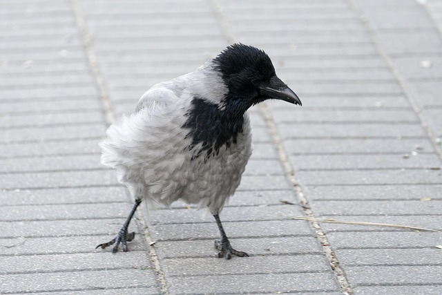 Bird Crow Feathers - Free photo on Pixabay