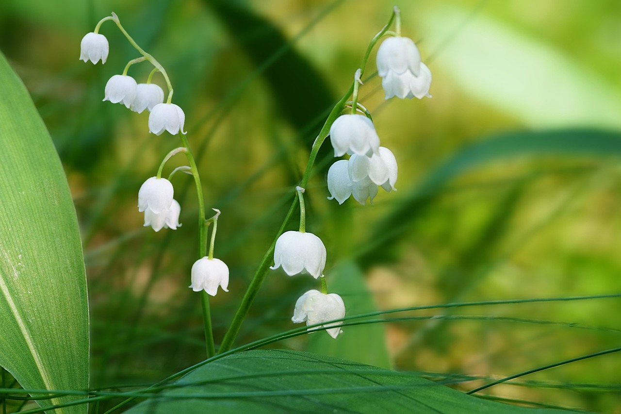 Flowers Lily Of The Valley Meadow - Free photo on Pixabay - Pixabay