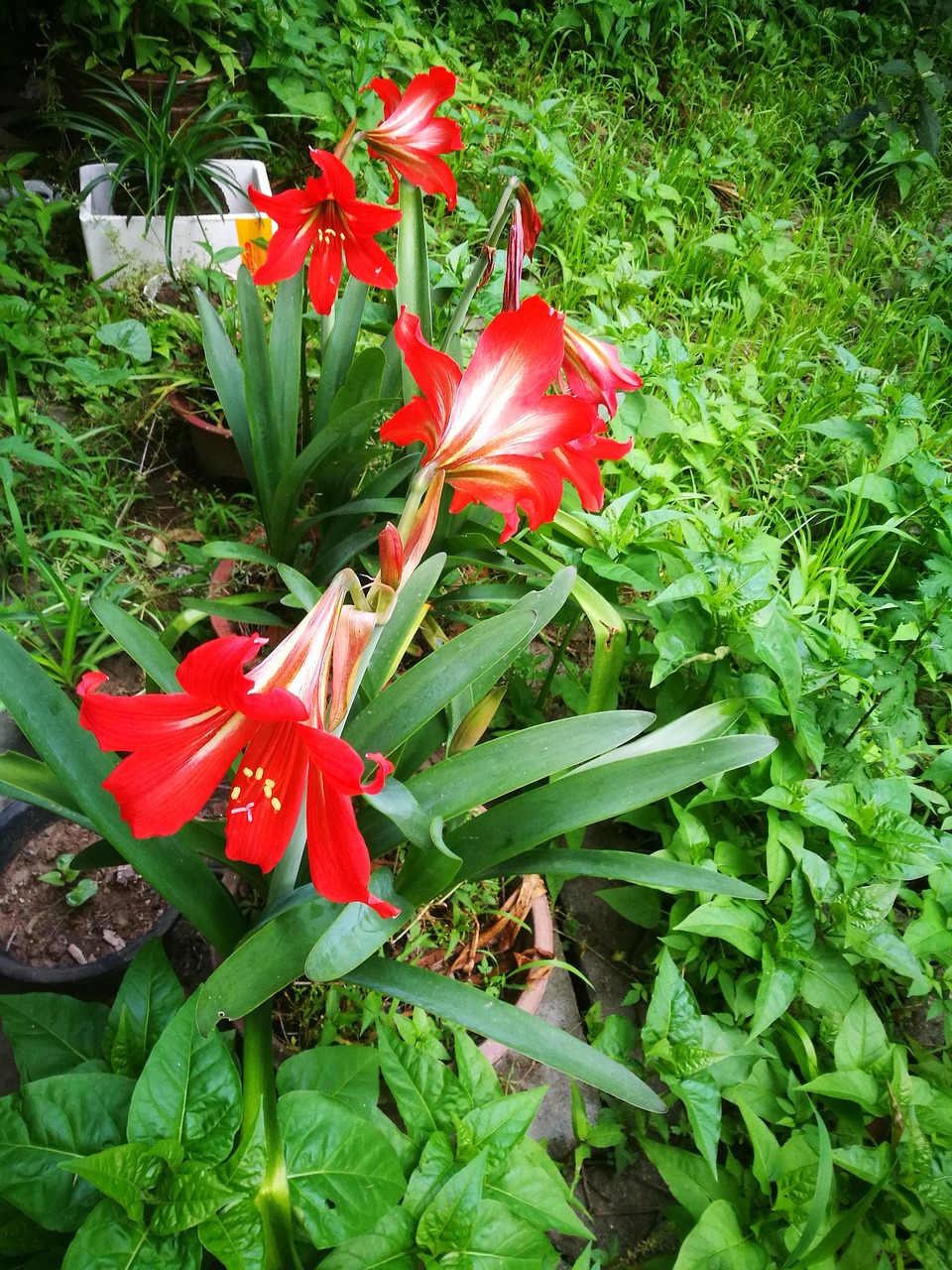 Flower Plot Grass Community Zhu - Free photo on Pixabay - Pixabay