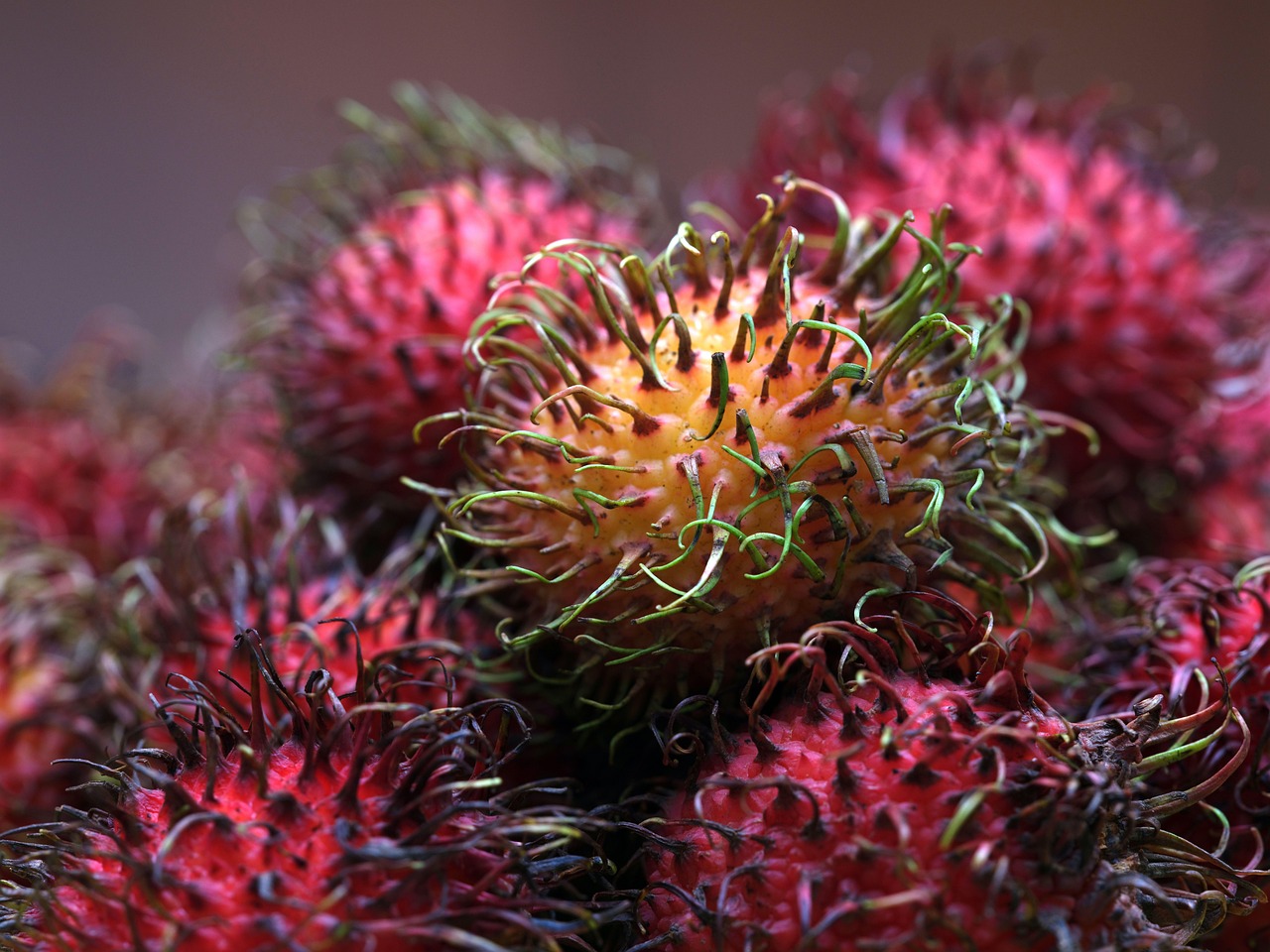 Fruit Ramboutan Biologique En - Photo gratuite sur Pixabay - Pixabay
