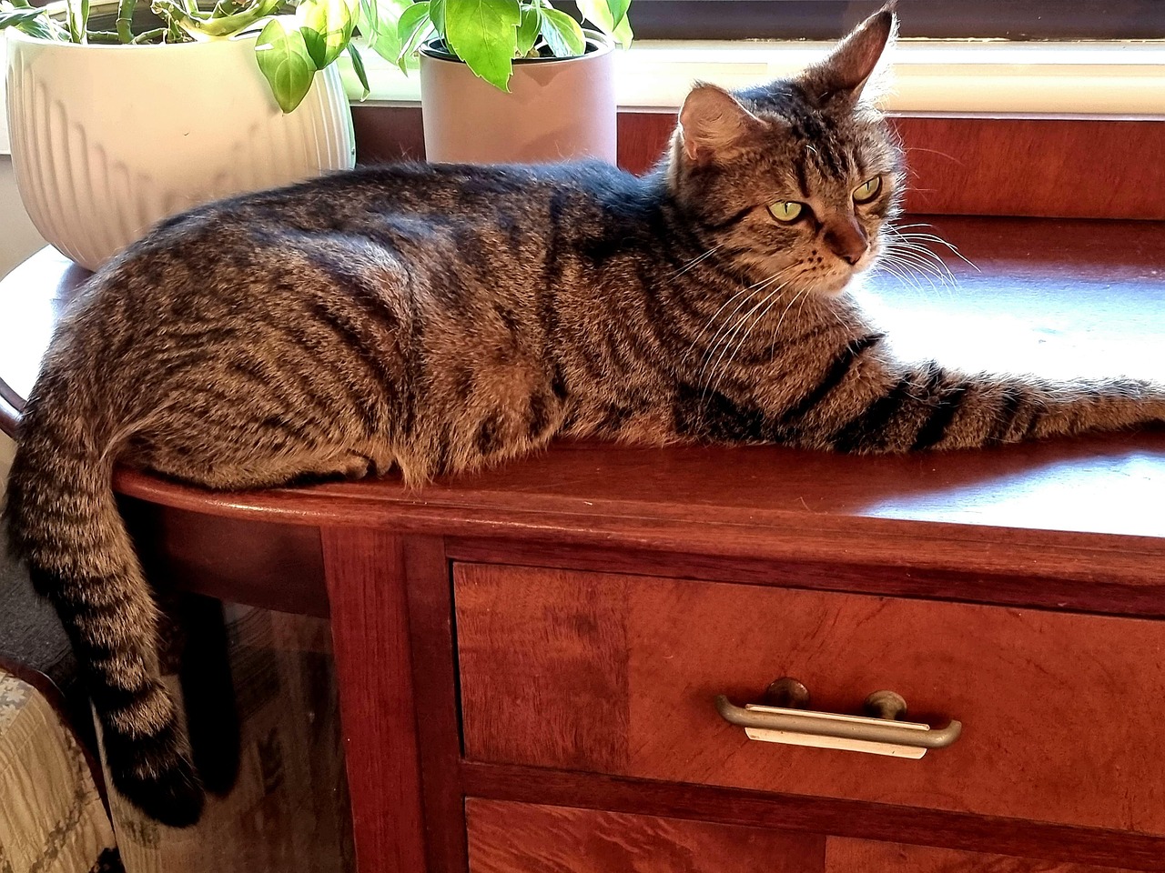 Windows Indoors Cat - Free photo on Pixabay - Pixabay