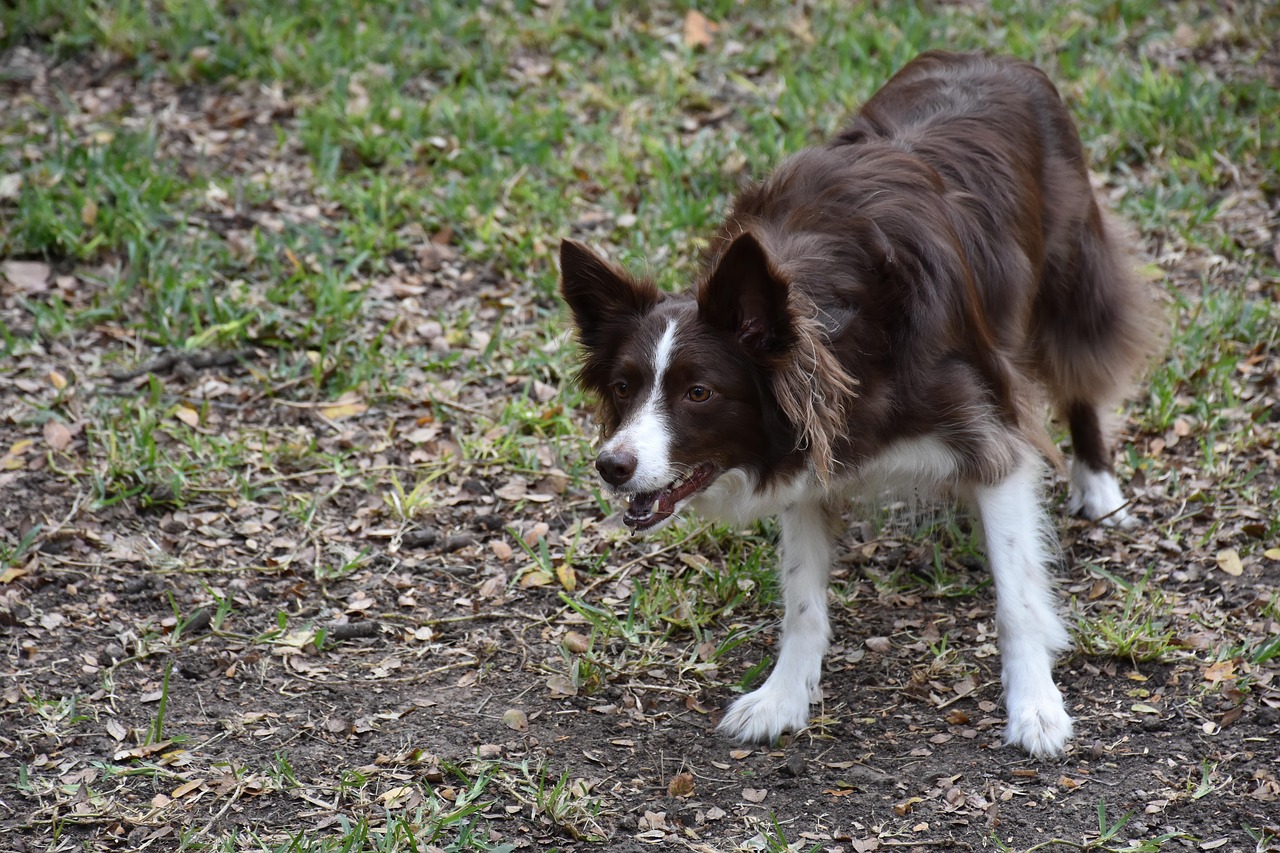 Border Collie Cachorro Bicho De - Foto gratuita no Pixabay - Pixabay