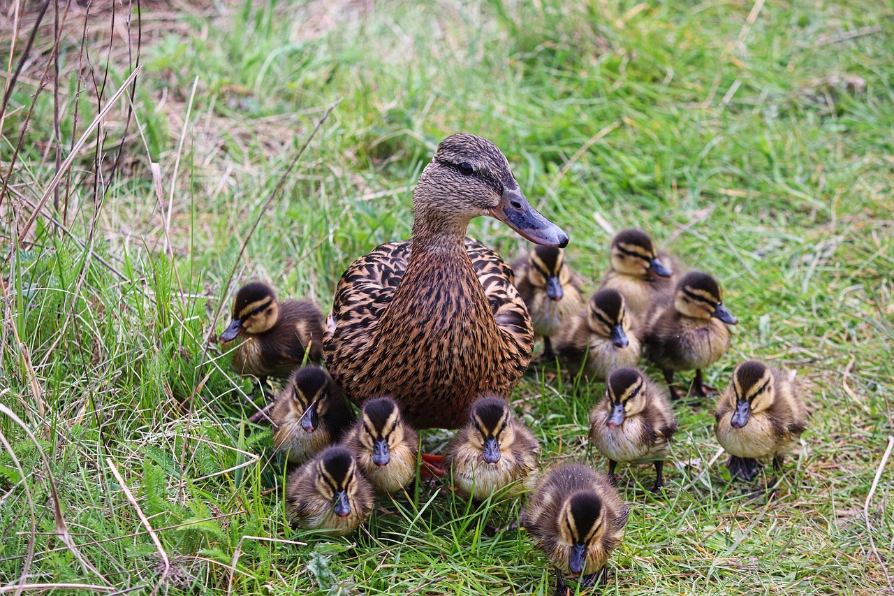 10.000+ kostenlose Enten und Natur-Bilder - Pixabay