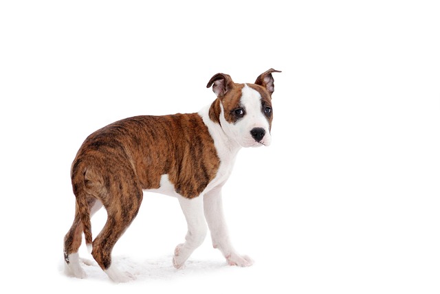 狗 美国斯塔福郡梗犬 斯塔福德郡 - Pixabay上的免费照片 - Pixabay
