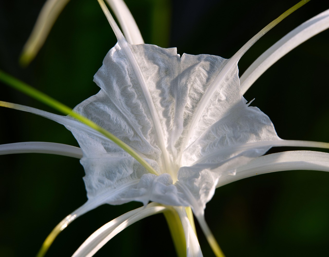 Spider Lily Flower - Free photo on Pixabay