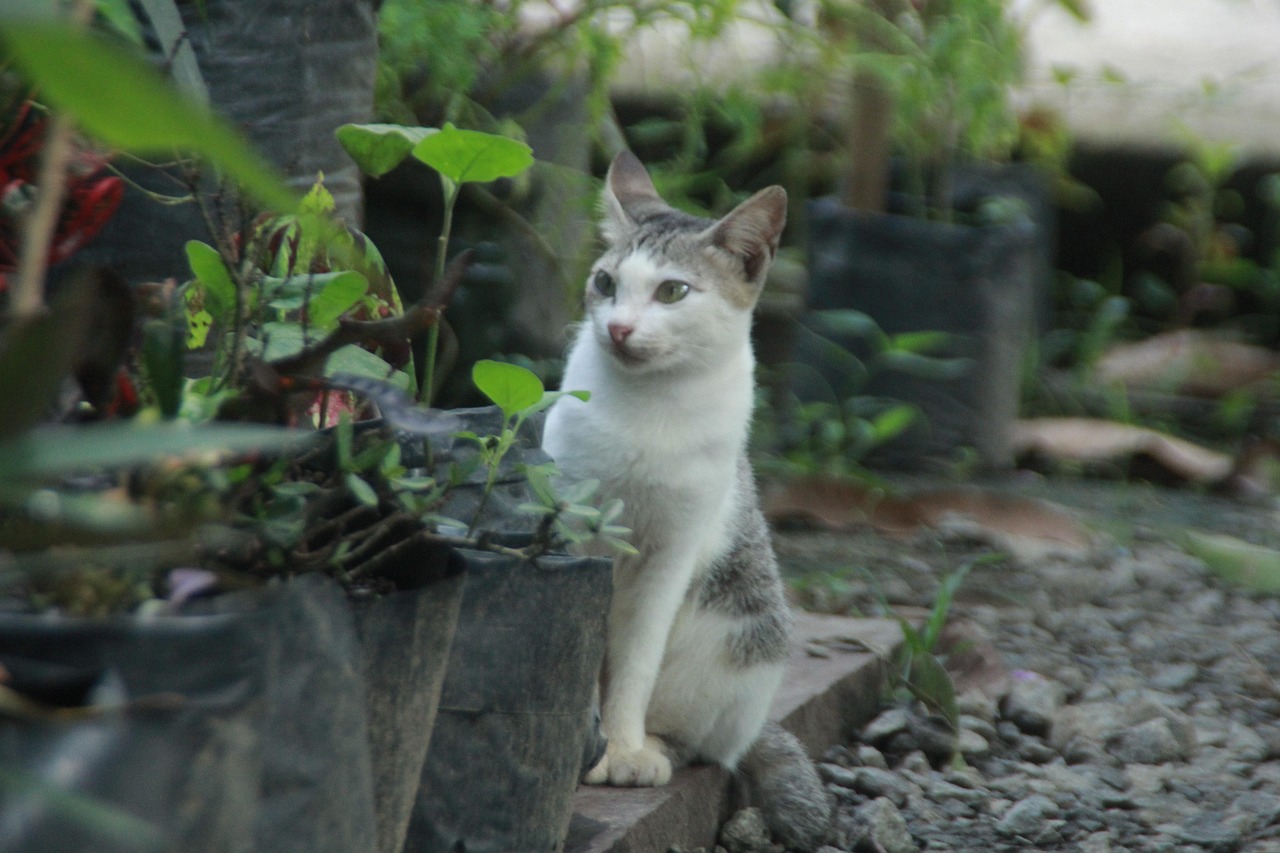 Cat Nature Landscape - Free photo on Pixabay - Pixabay