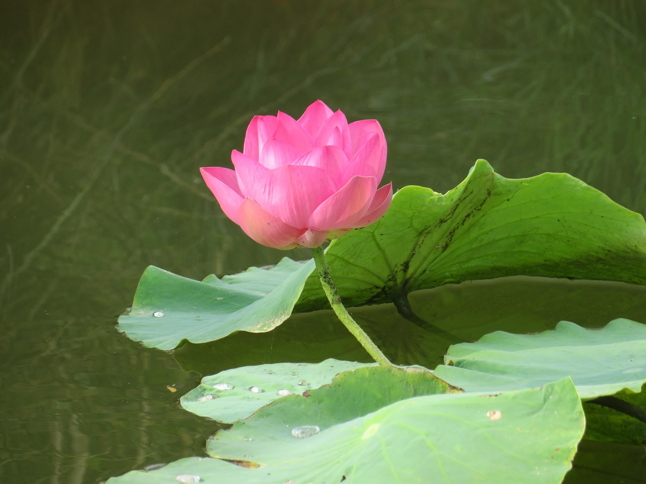 Lotus The Scenery Field - Free photo on Pixabay