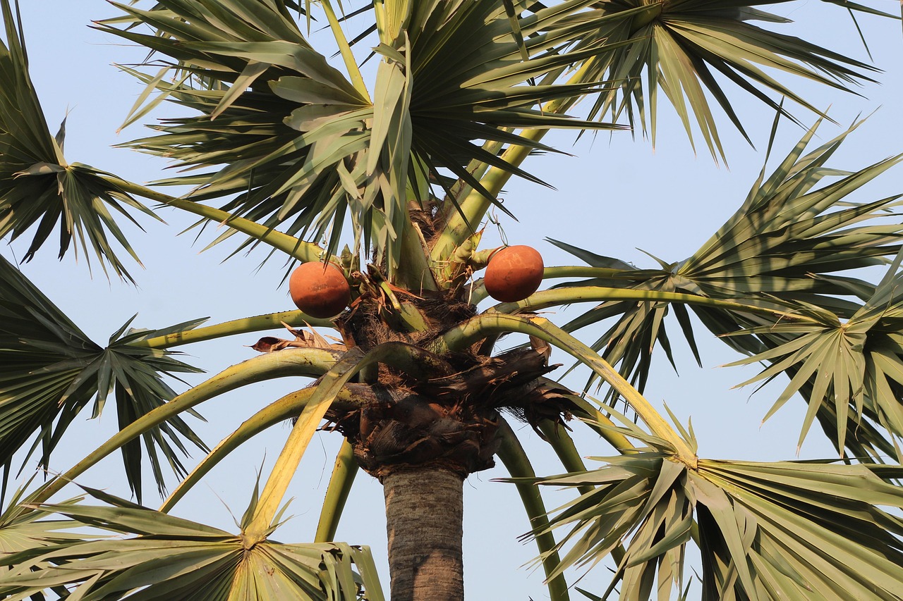 Arbol De Coco En La Isla