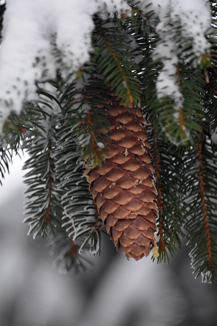 100+ Free Snow Cone & Snow Images - Pixabay