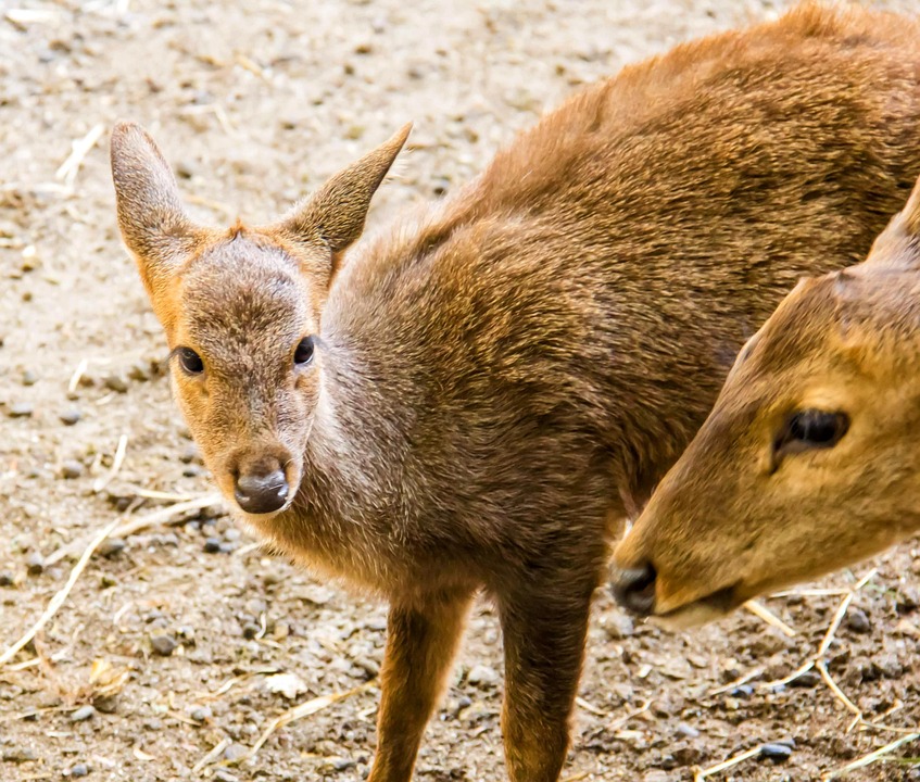 Deer Animal Wildlife - Free photo on Pixabay - Pixabay