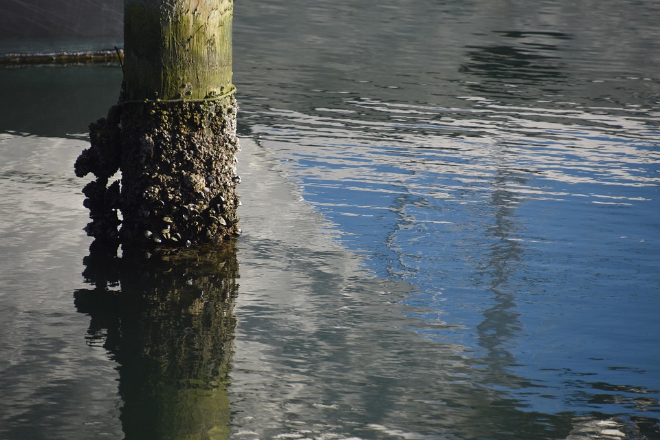 Mussels Sea Ocean - Free photo on Pixabay - Pixabay