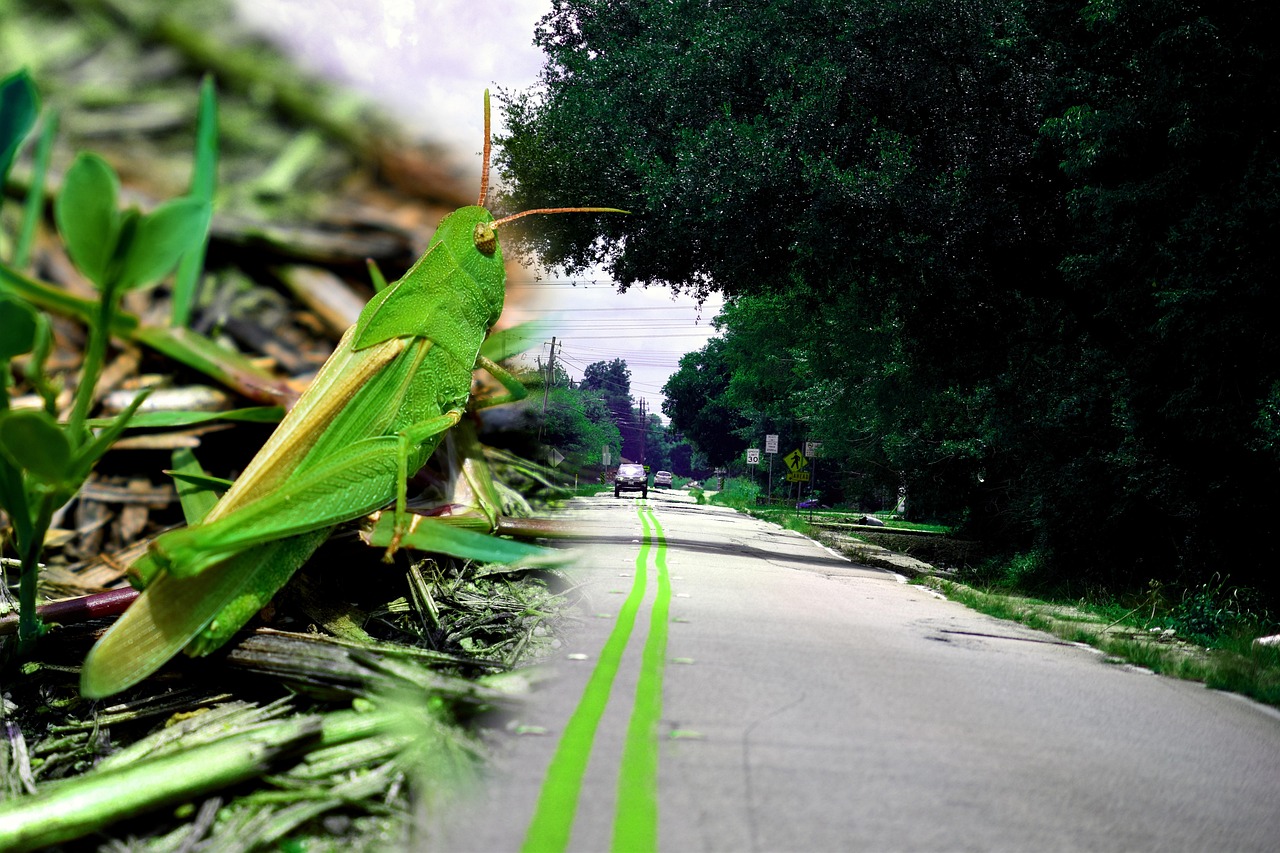 Grasshopper Road Traffic - Free photo on Pixabay - Pixabay
