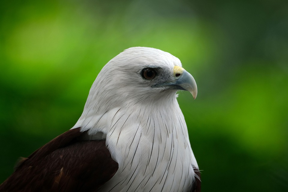 Faucon Oiseau Animal - Photo gratuite sur Pixabay