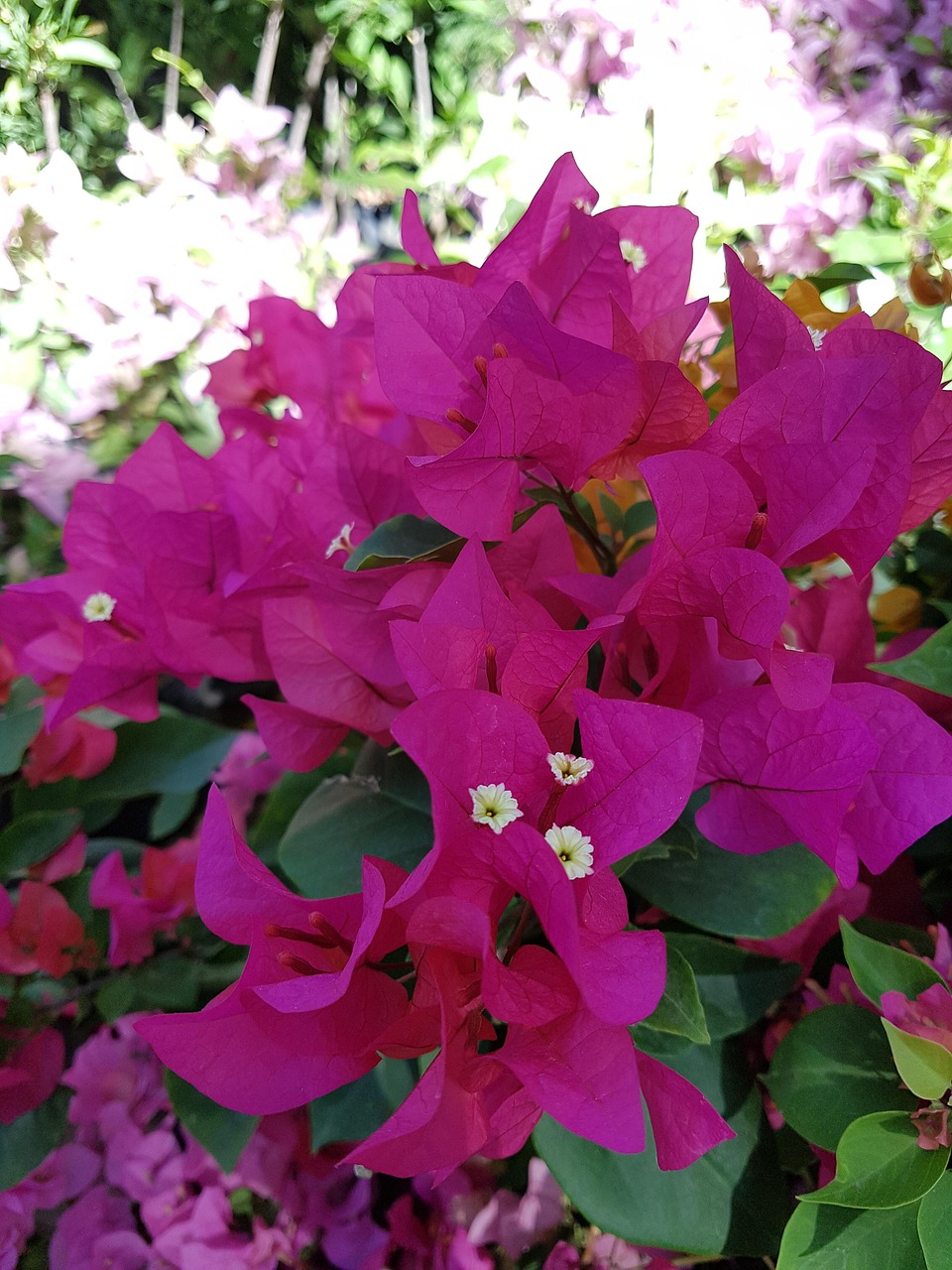 Flower Pink Nature - Free photo on Pixabay - Pixabay