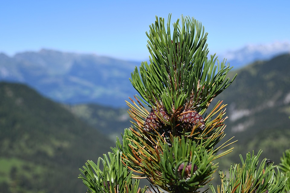 Baum Tannen Geäst - Kostenloses Foto auf Pixabay