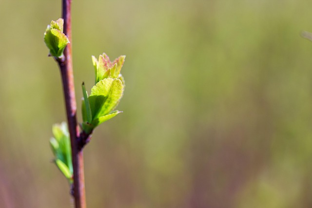 Bourgeons Printemps Plante - Photo gratuite sur Pixabay - Pixabay