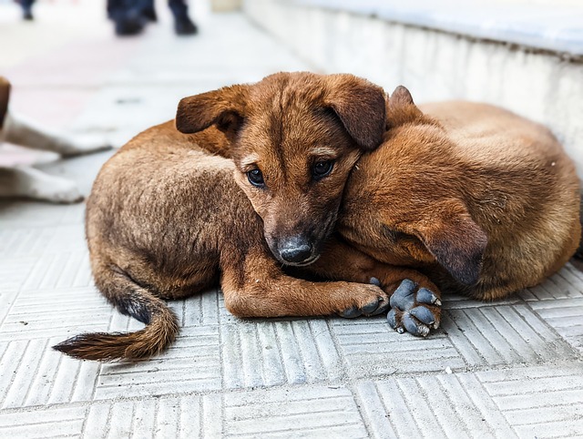 Chien De Rue Chiot Animal - Photo gratuite sur Pixabay - Pixabay
