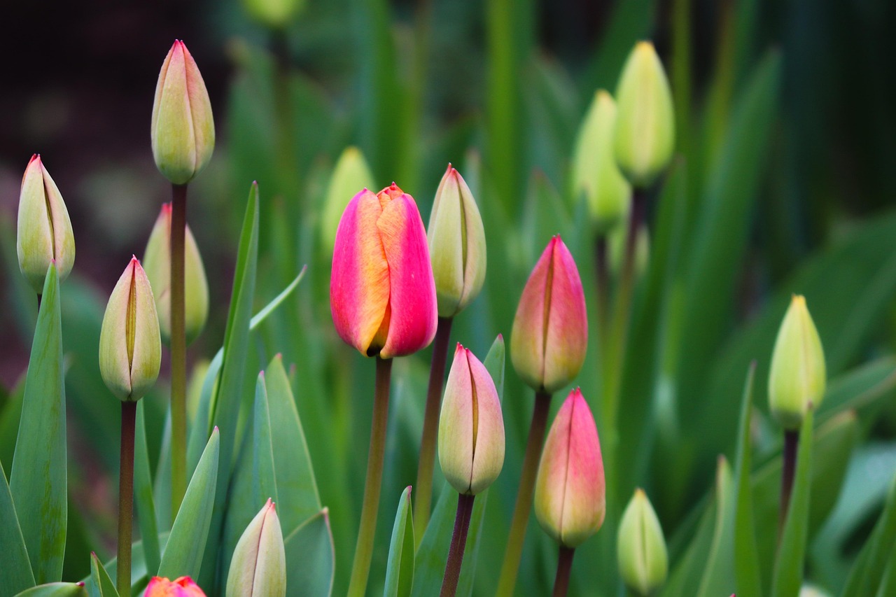 Tulips Flowers Flower Buds - Free photo on Pixabay