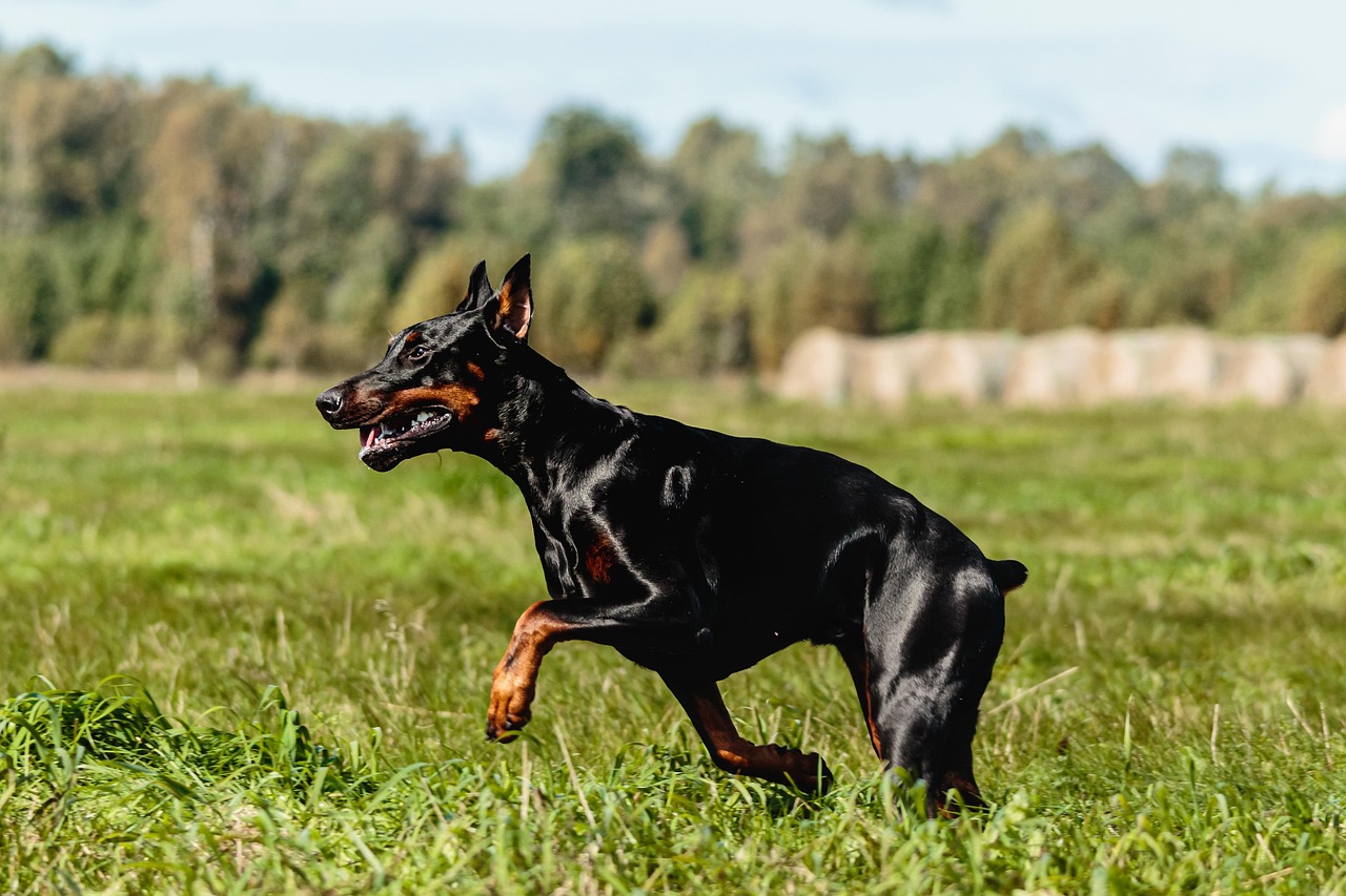 20,000+ Free Winner Dog & Dog Images - Pixabay