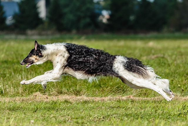 20,000+ Free Winner Dog & Dog Images - Pixabay