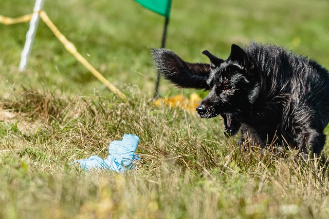 20,000+ Free Winner Dog & Dog Images - Pixabay