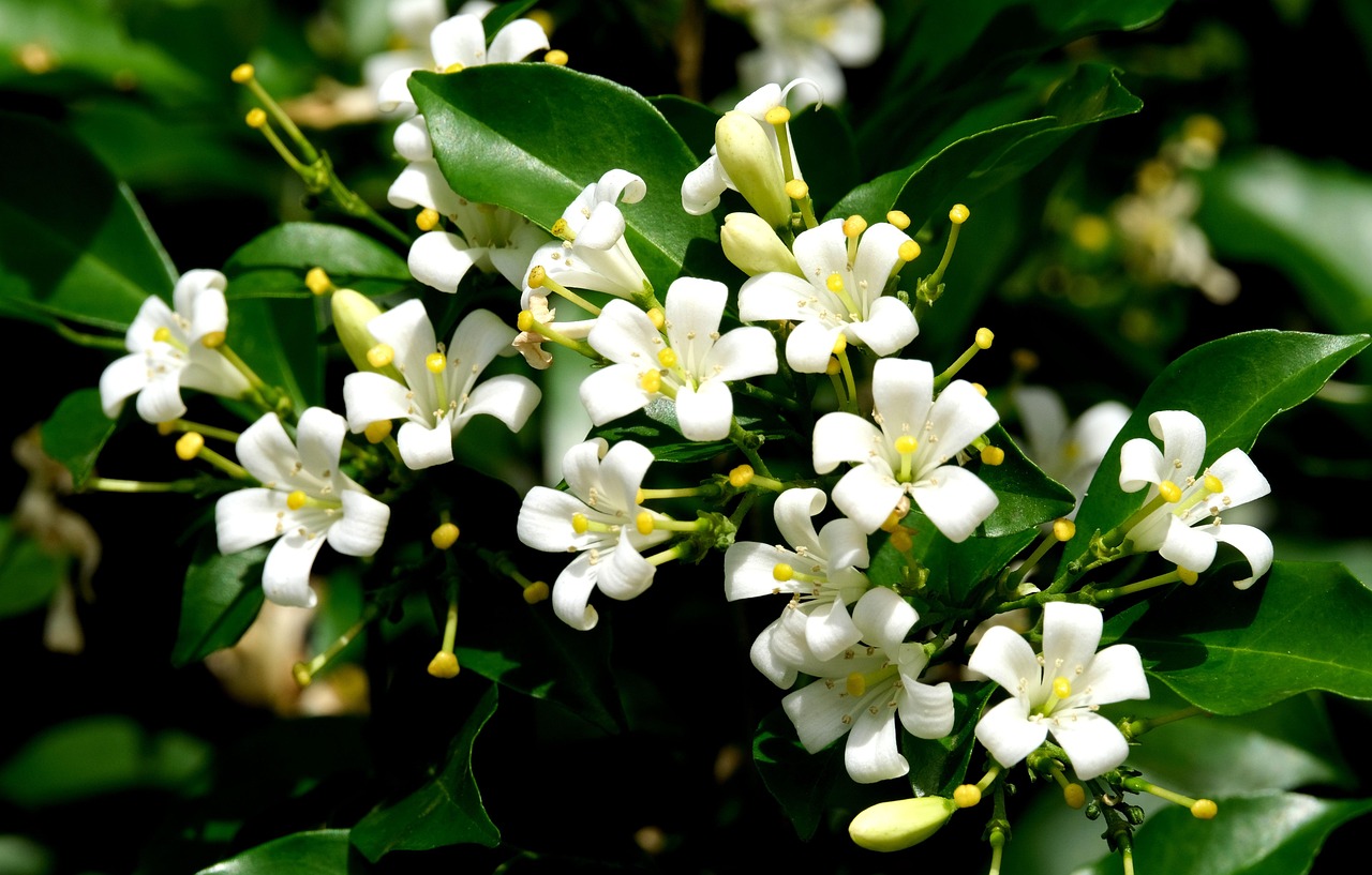 Murraya Paniculata Flor Flora Foto Gratis En Pixabay