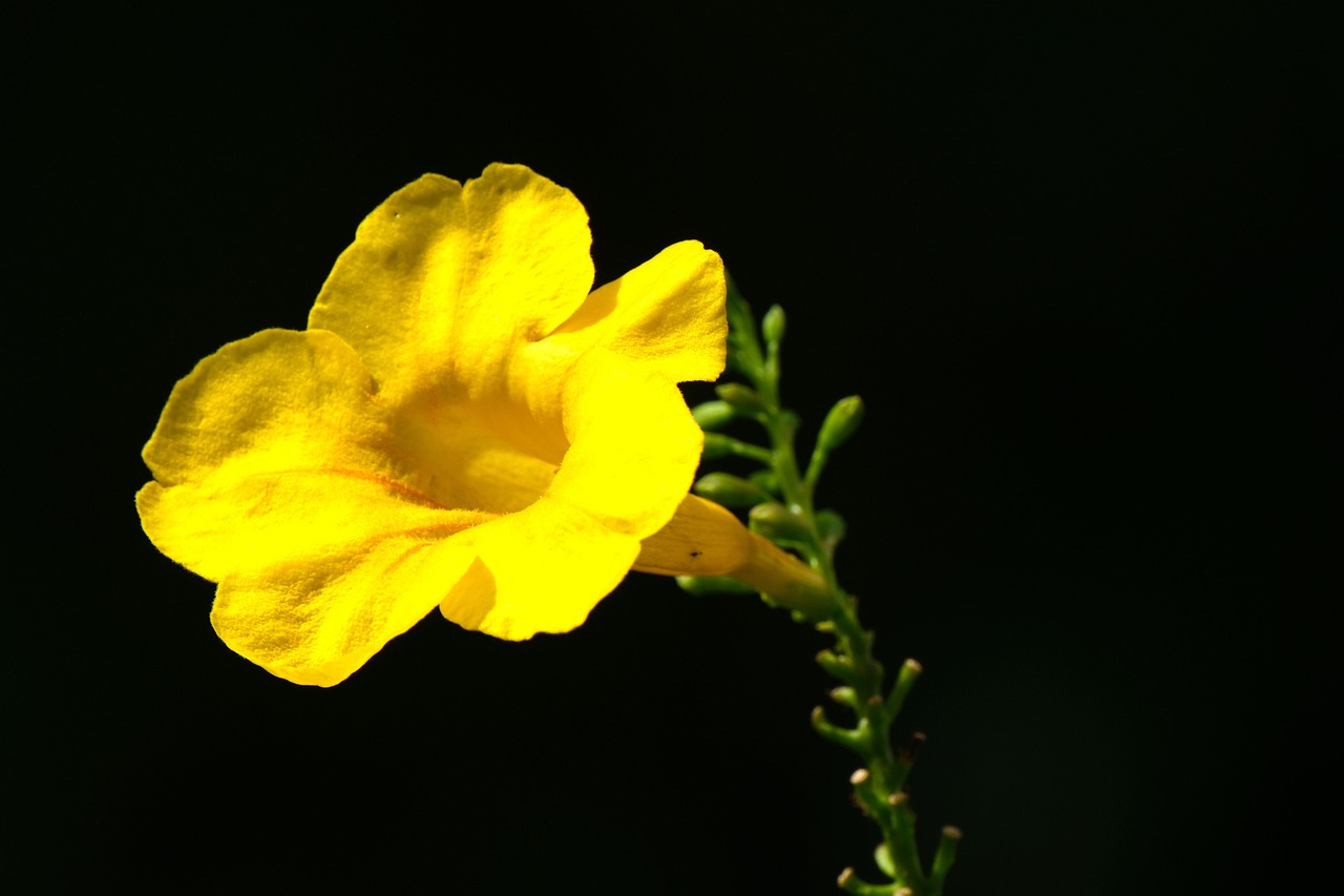 Tecoma Stan Flor Flora - Foto gratis en Pixabay