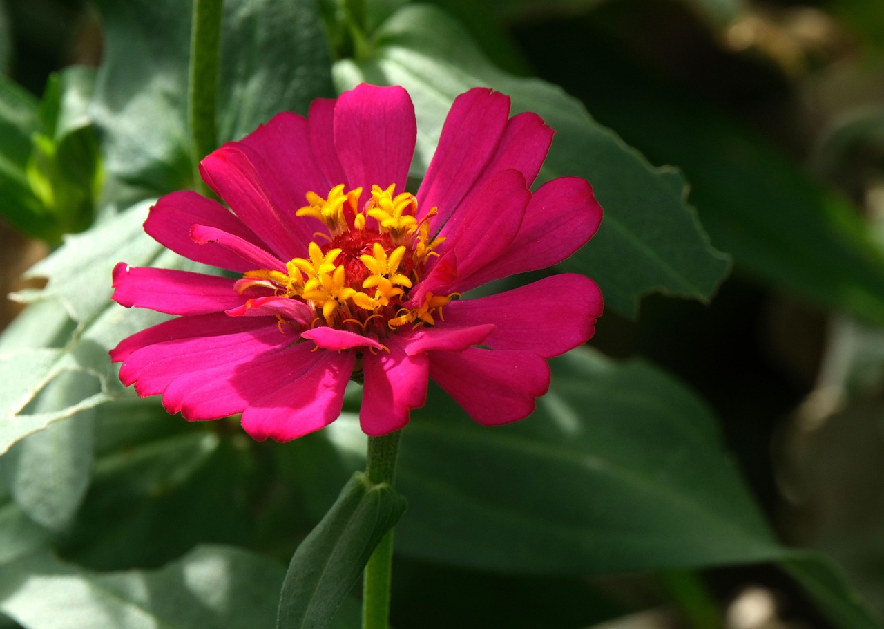 Zinnia Fleur Plantes - Photo gratuite sur Pixabay - Pixabay