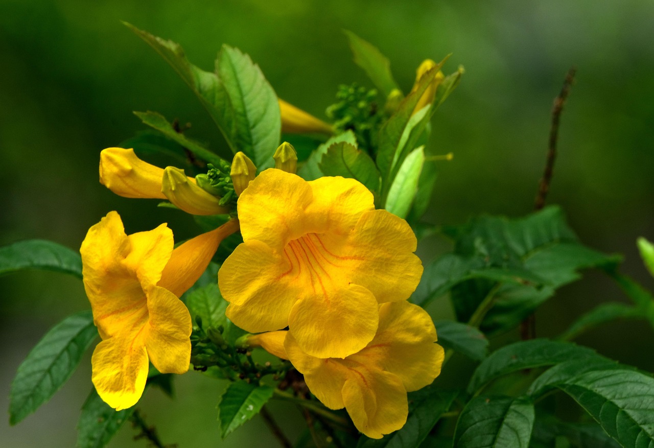 Tecoma Stan Flower Flora - Free photo on Pixabay - Pixabay