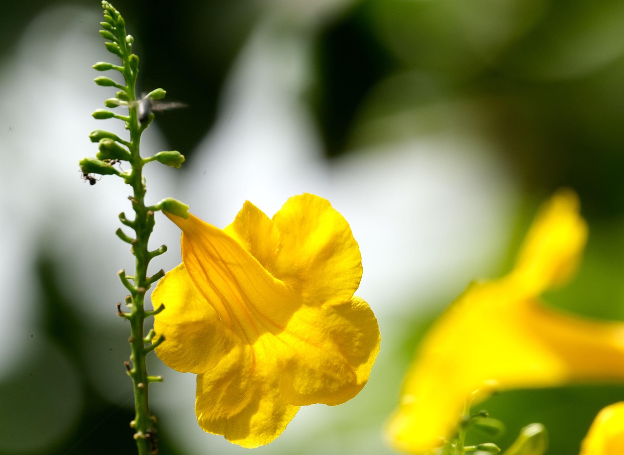 Tecoma Stan Flower Flora - Free photo on Pixabay
