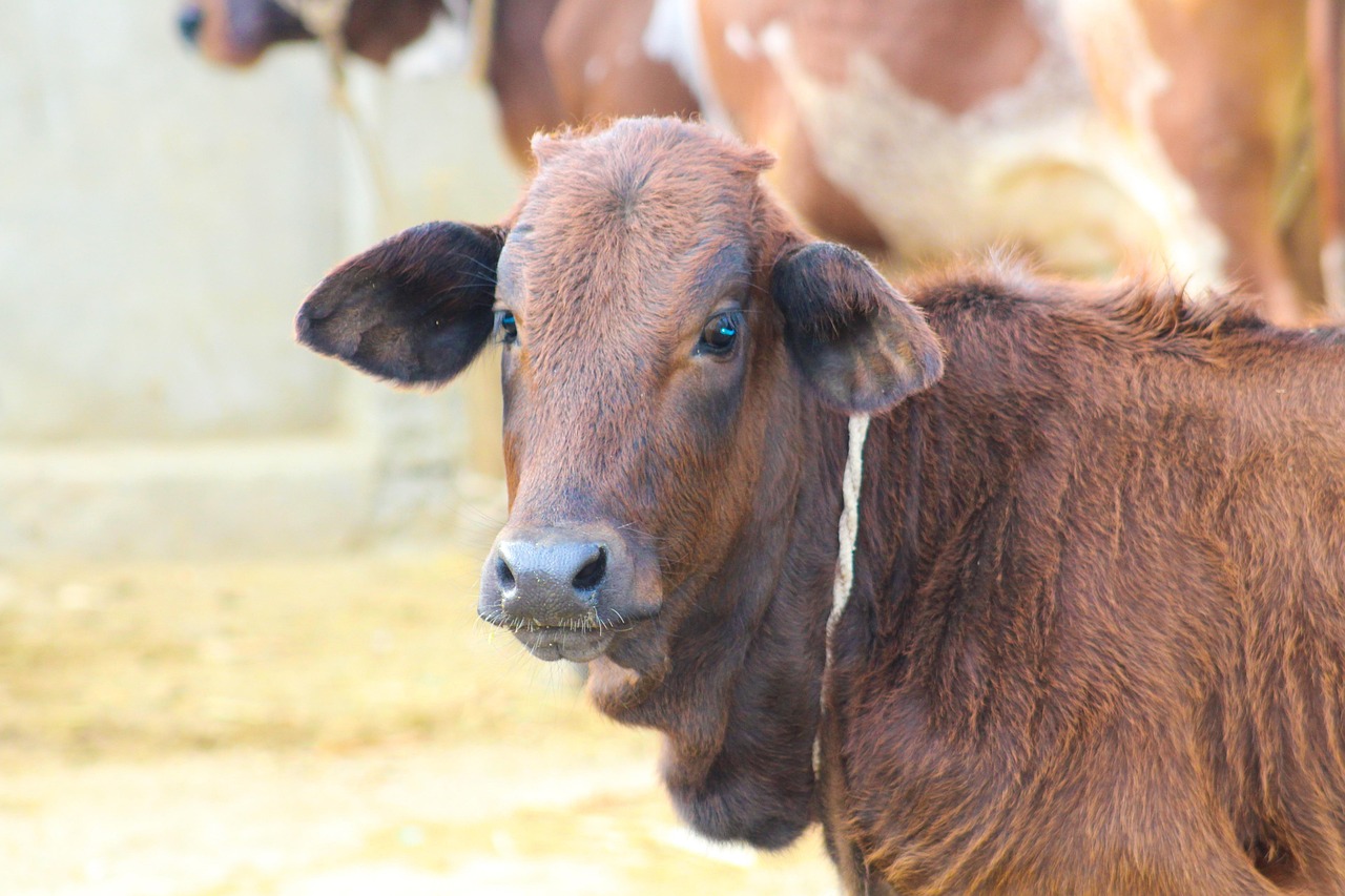 Vache Bovins Village - Photo gratuite sur Pixabay