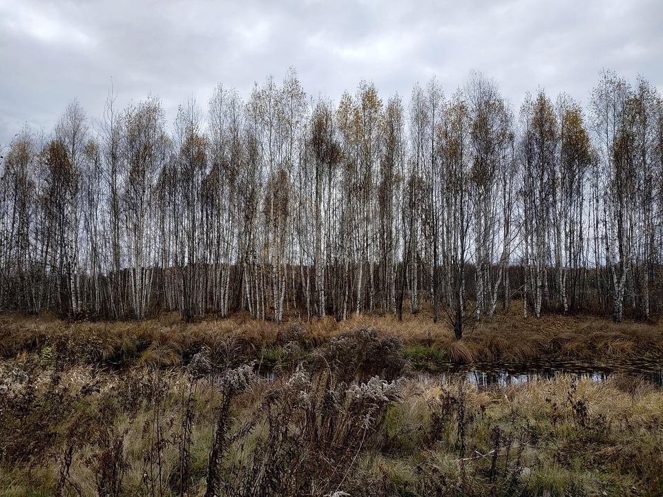 Birches Otoño Cielo - Foto gratis en Pixabay - Pixabay