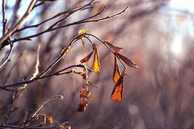 Hojas Secas Follaje Otoño - Foto gratis en Pixabay