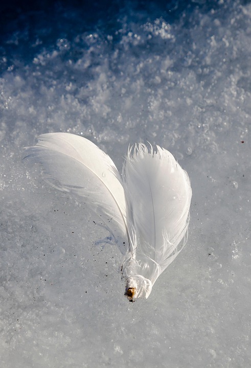 Feather Plumage Bird - Free photo on Pixabay