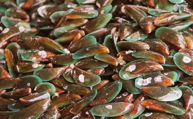 Moules Les Palourdes - Photo gratuite sur Pixabay - Pixabay