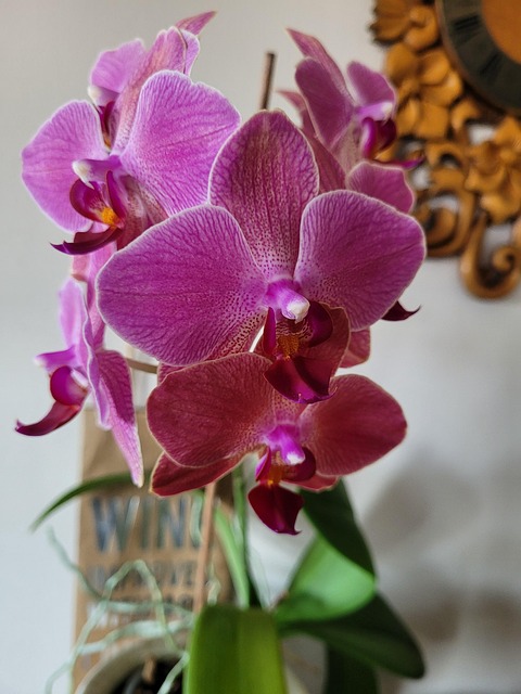 Flor Orquídea - Foto gratuita no Pixabay - Pixabay