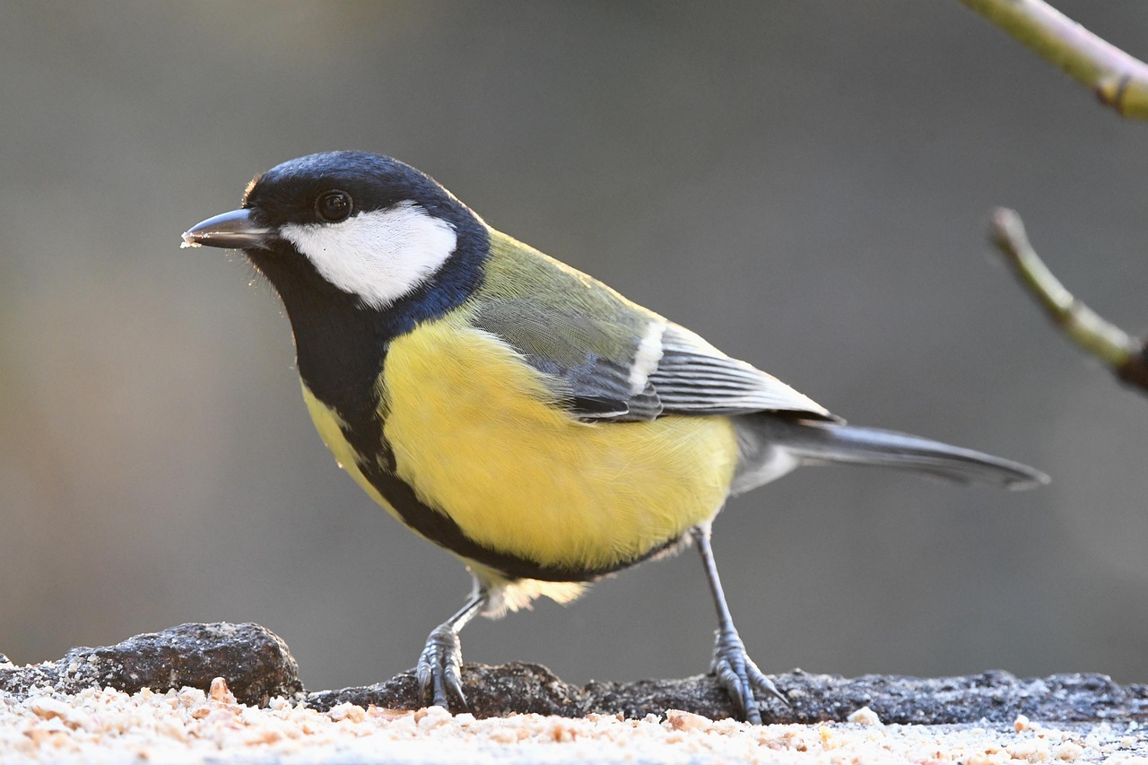 Great Tit Bird Ornithology - Free photo on Pixabay - Pixabay