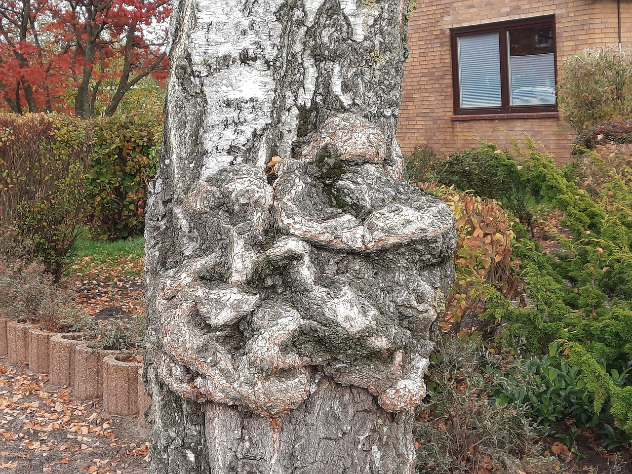 Tree Trunk Nature - Free photo on Pixabay - Pixabay