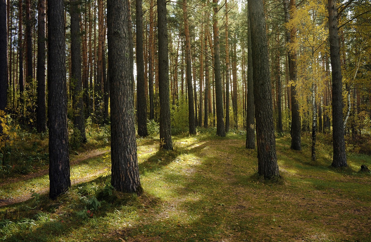 Oltre 100 foto Taiga & Natura gratis - Pixabay