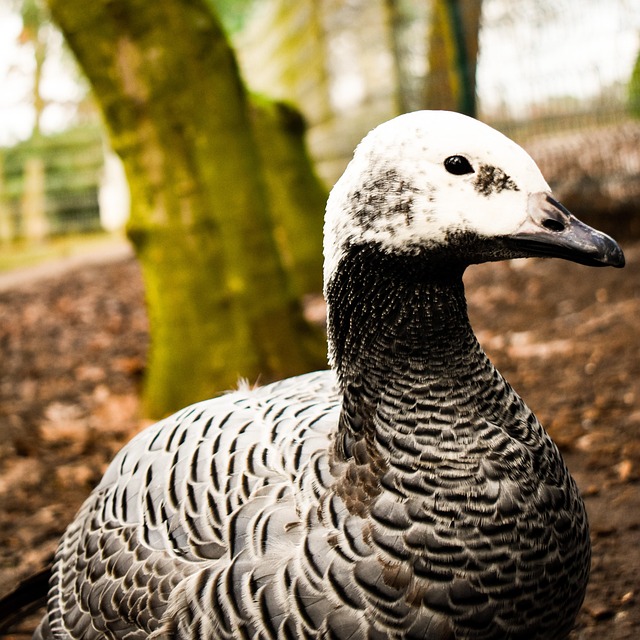 Pato Animal Pájaro - Foto gratis en Pixabay - Pixabay