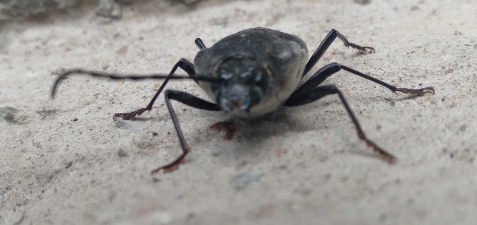 Insecte Dans Zoon Vu Des - Photo gratuite sur Pixabay - Pixabay