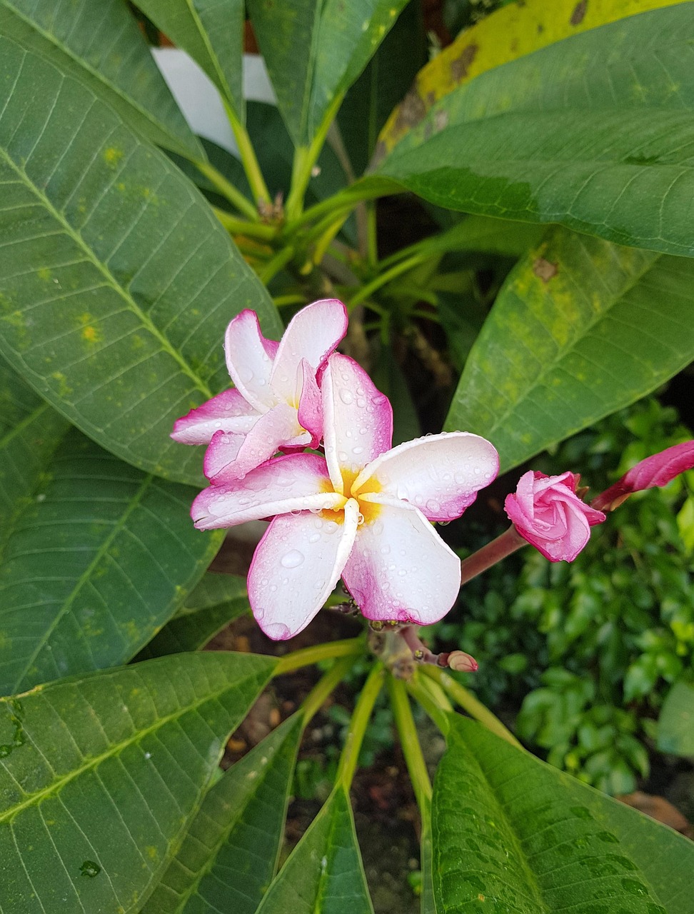 Flowers Frangipani Plumeria - Free photo on Pixabay - Pixabay
